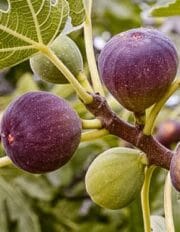 Candied Figs (Simmered in syrup) Hilda's Kitchen Blog
