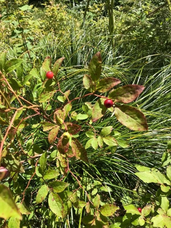 Huckleberry Pie Recipe (using wild huckleberries) | Hilda's Kitchen Blog