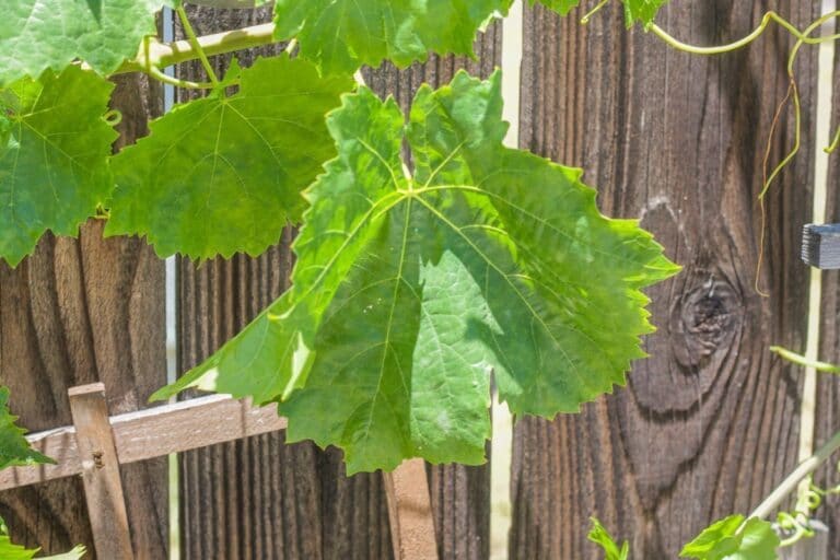 Pickling Grape Leaves For Dolma | Hilda's Kitchen Blog
