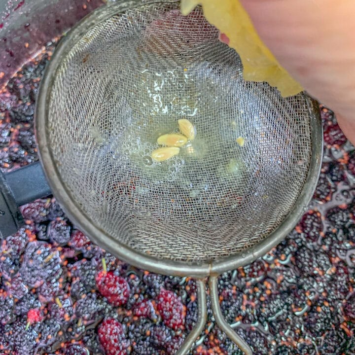 Mulberry Jam Recipe | Hilda's Kitchen Blog