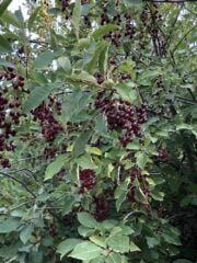 Backwoods Chokecherry Jelly | Hilda's Kitchen Blog