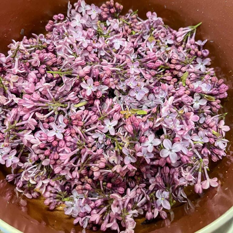 Lilac Jelly Recipe | Hilda's Kitchen Blog