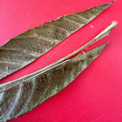 Loquat Tea Recipe | Hilda's Kitchen Blog