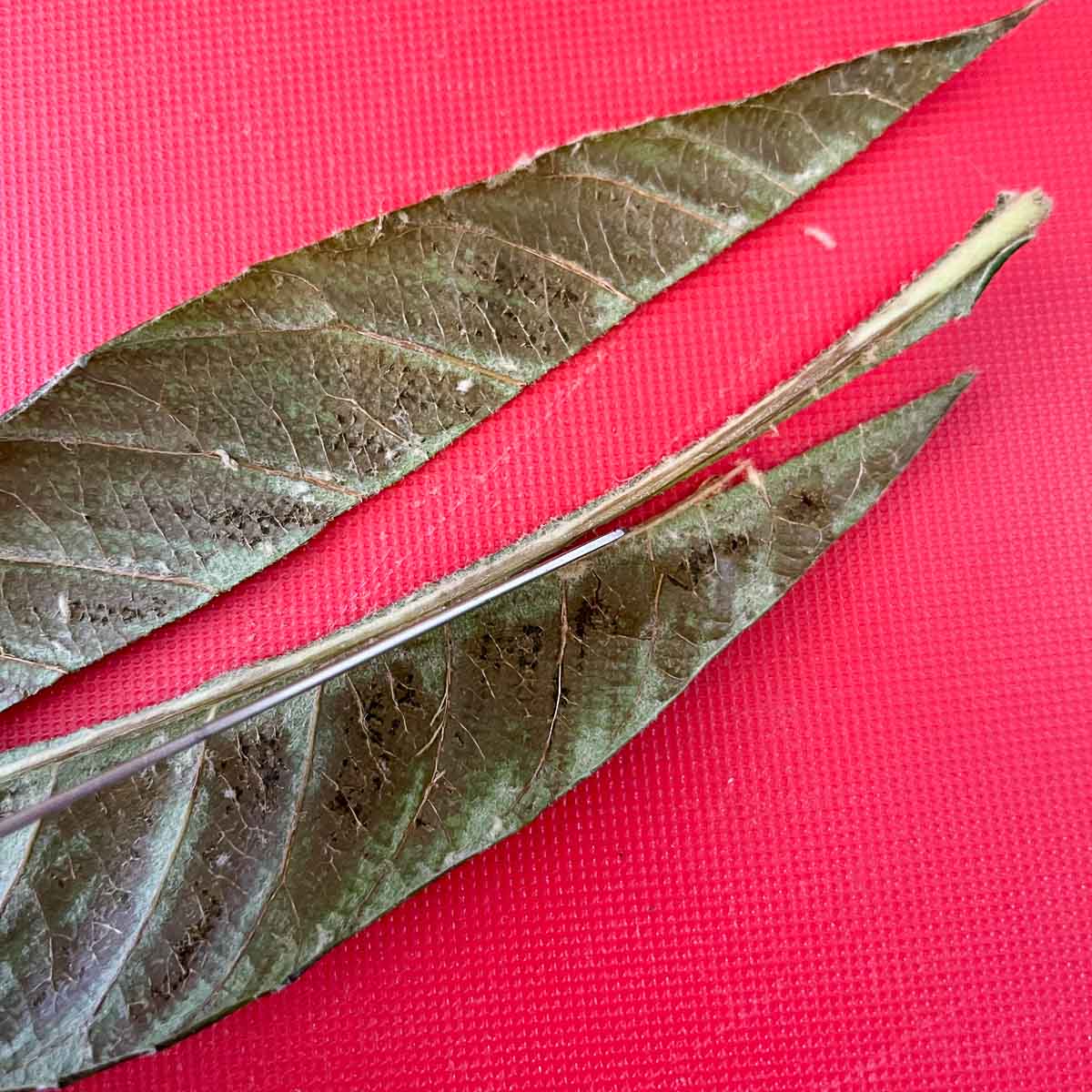 Loquat Tea Recipe | Hilda's Kitchen Blog