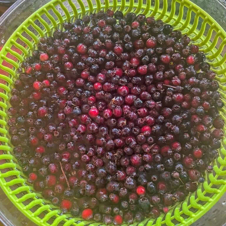 Saskatoon Berry Jam | Hilda's Kitchen Blog