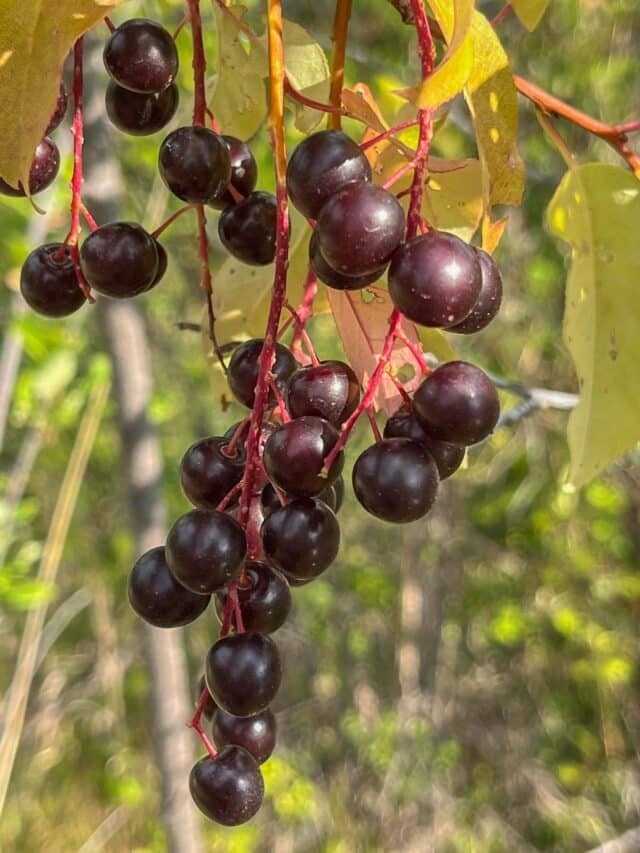 Chokecherry Fruit Roll Ups Recipe | Hilda's Kitchen Blog