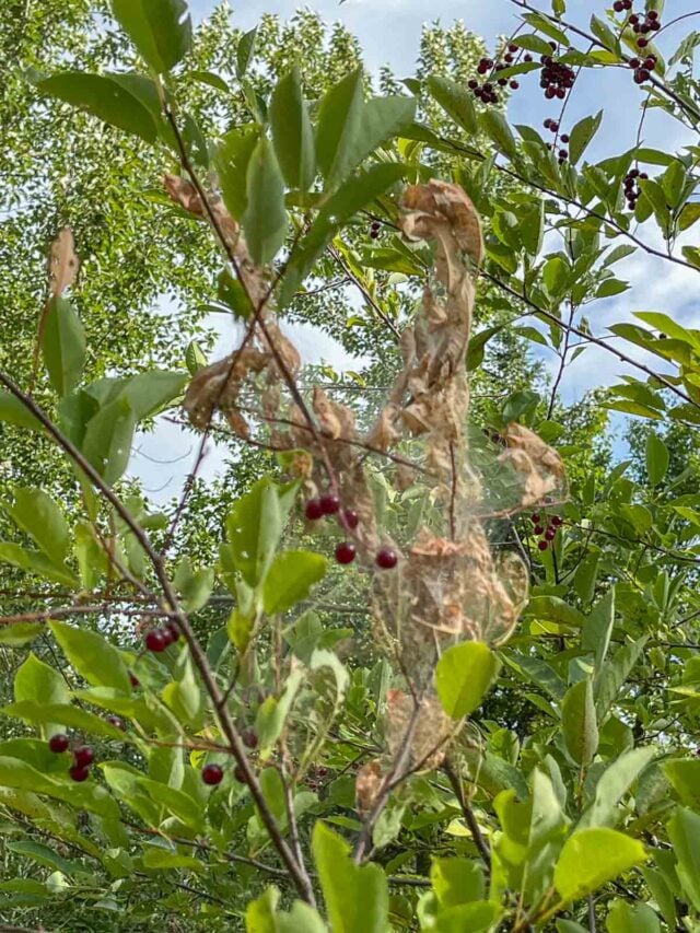 Chokecherry Fruit Roll Ups Recipe | Hilda's Kitchen Blog