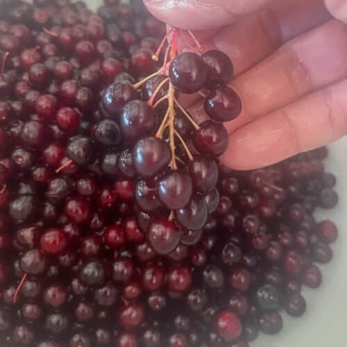 Chokecherry Syrup Recipe | Hilda's Kitchen Blog