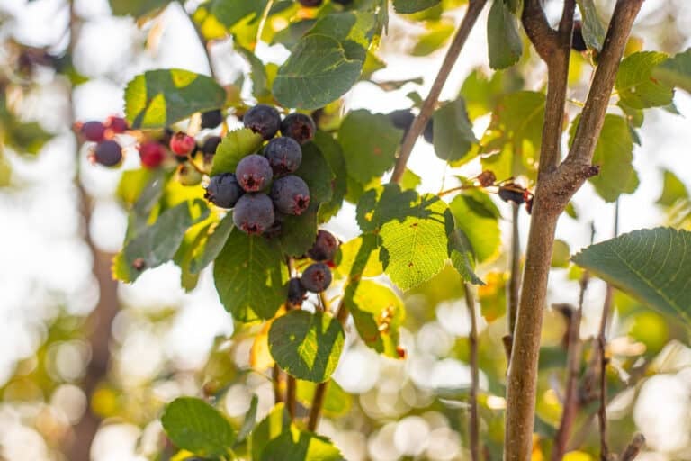 Saskatoon Jelly | Hilda's Kitchen Blog