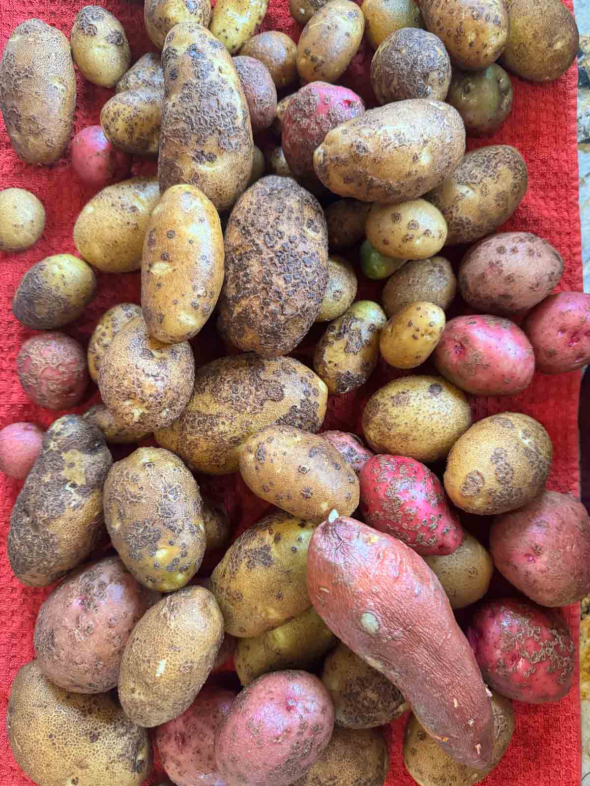 Freeze Drying Potatoes: A Complete Guide | montanahomesteadharvest.com
